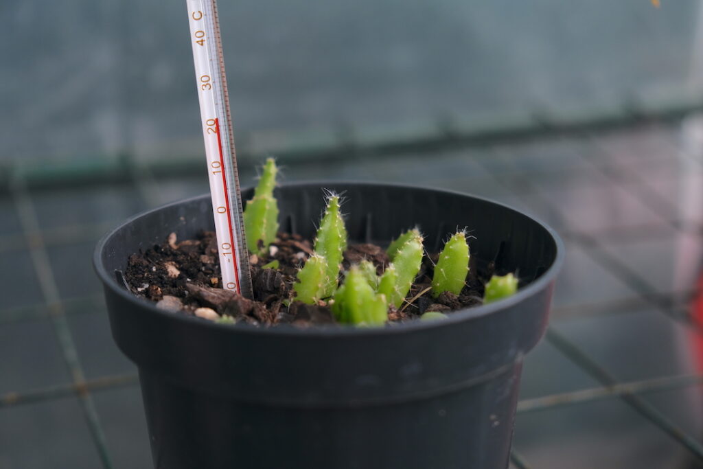 Worm farm thermometer - Wormlovers worm farms