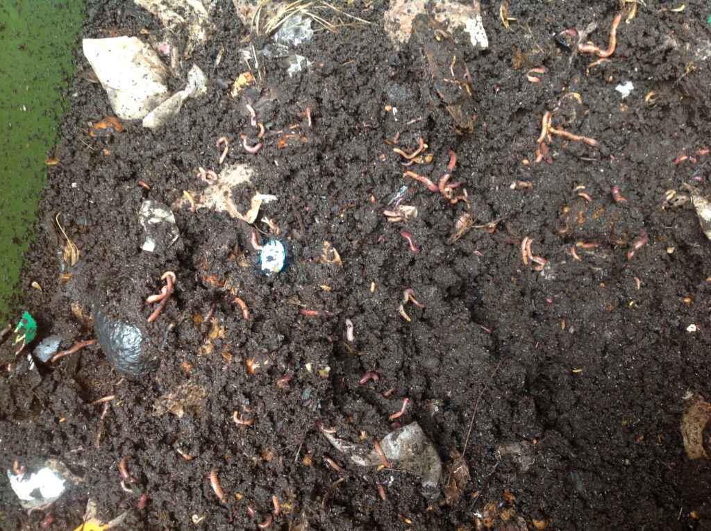 Keeping your worms alive in hot weather - Wormlovers worm farms