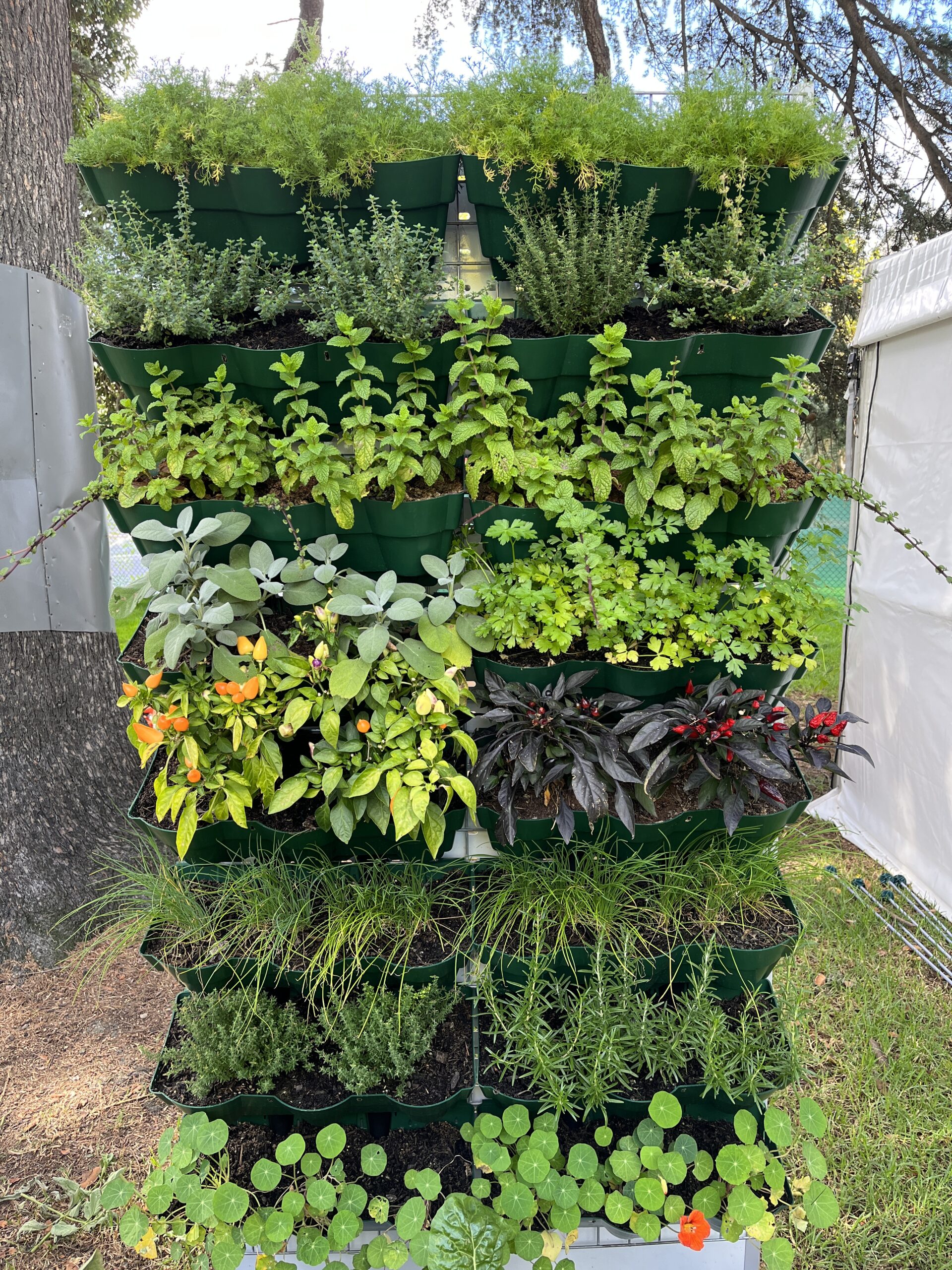 Green Wall Vertical Planter - Wormlovers worm farms