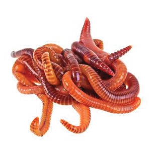 Hungry Bin kit - with 2000 worms + blanket + cultivator - Wormlovers ...