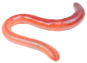 FAQs - Wormlovers worm farms