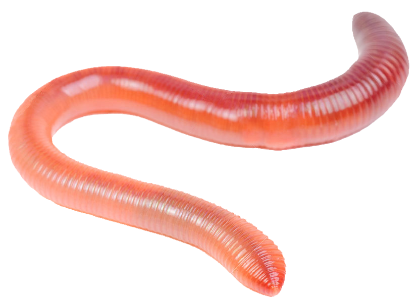 FAQs - Wormlovers worm farms